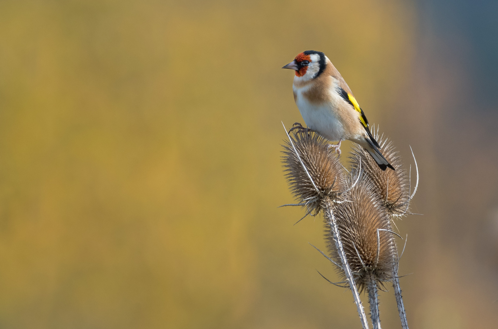 Distelfink... Foto & Bild | tiere, wildlife, wild lebende vögel Bilder ...