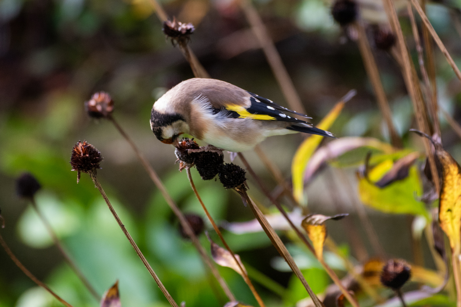 Distelfink Foto & Bild | tiere, wildlife, wild lebende vögel Bilder auf ...