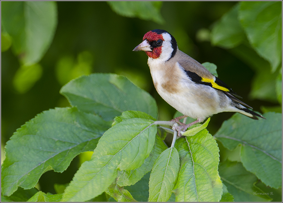 Distelfink Foto & Bild | tiere, wildlife, wild lebende vögel Bilder auf ...