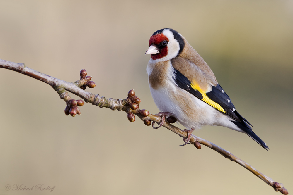 ~Distelfink~ Foto & Bild | tiere, wildlife, wild lebende vögel Bilder ...