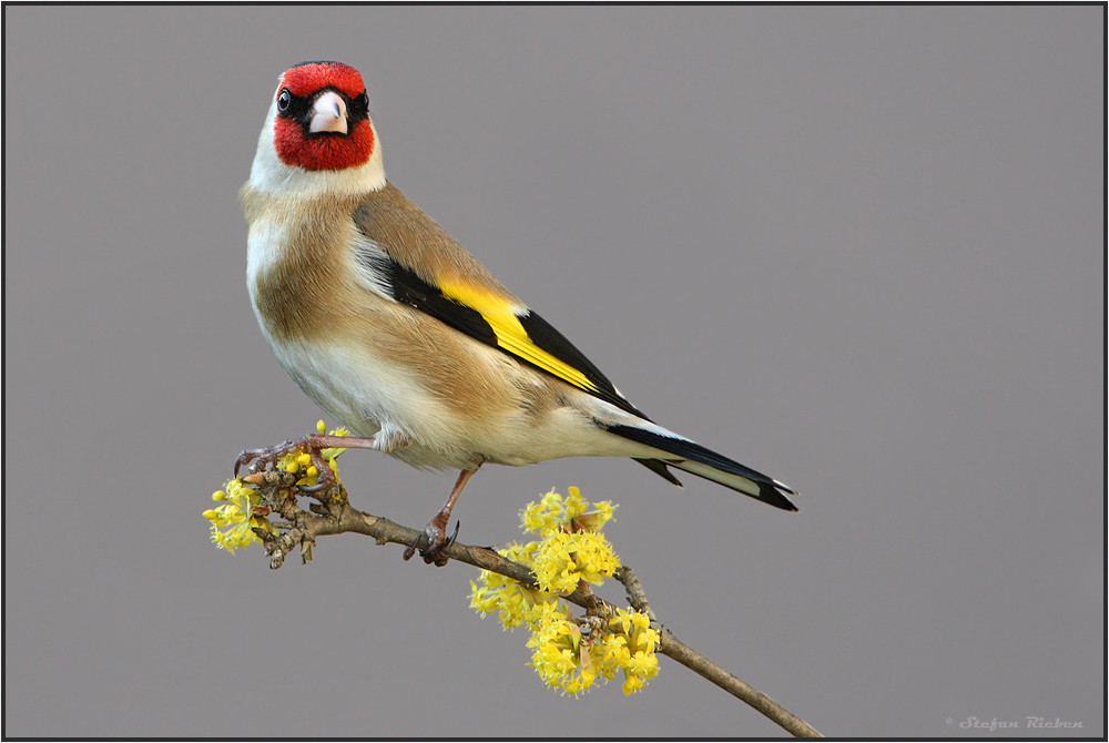 Distelfink Foto & Bild | tiere, wildlife, wild lebende vögel Bilder auf ...