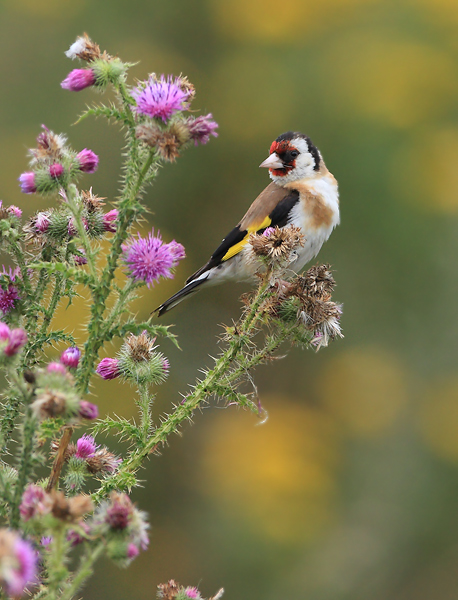 Distelfink Foto & Bild | tiere, wildlife, wild lebende vögel Bilder auf ...