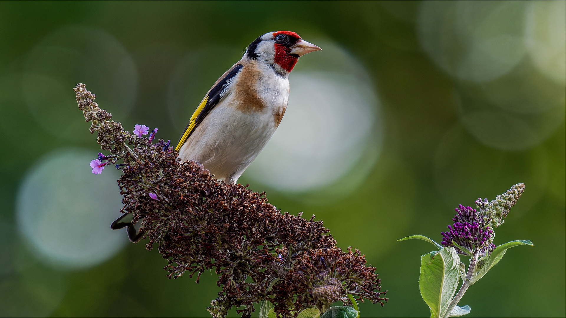 Distelfink auf Buddleja - Rispe ..... Foto & Bild | natur, tiere ...