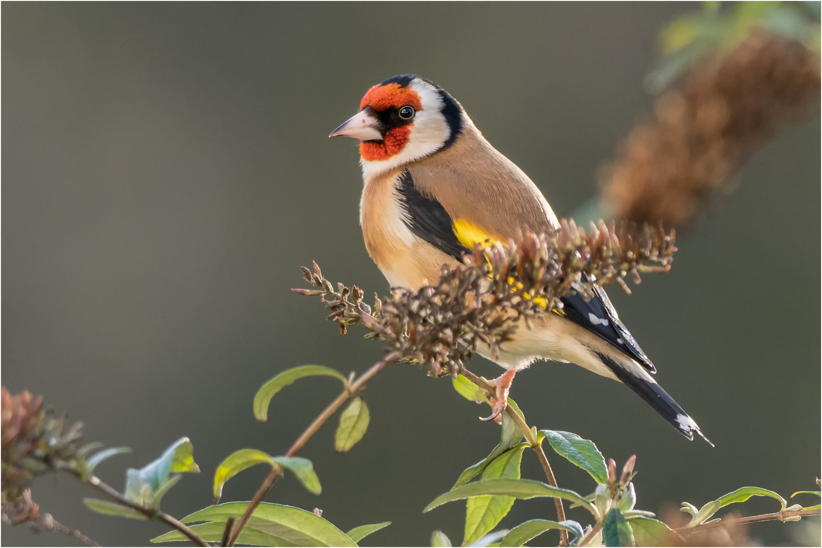 Distelfink auf dem Buddleia Zweig ..... Foto & Bild | tiere, wildlife ...