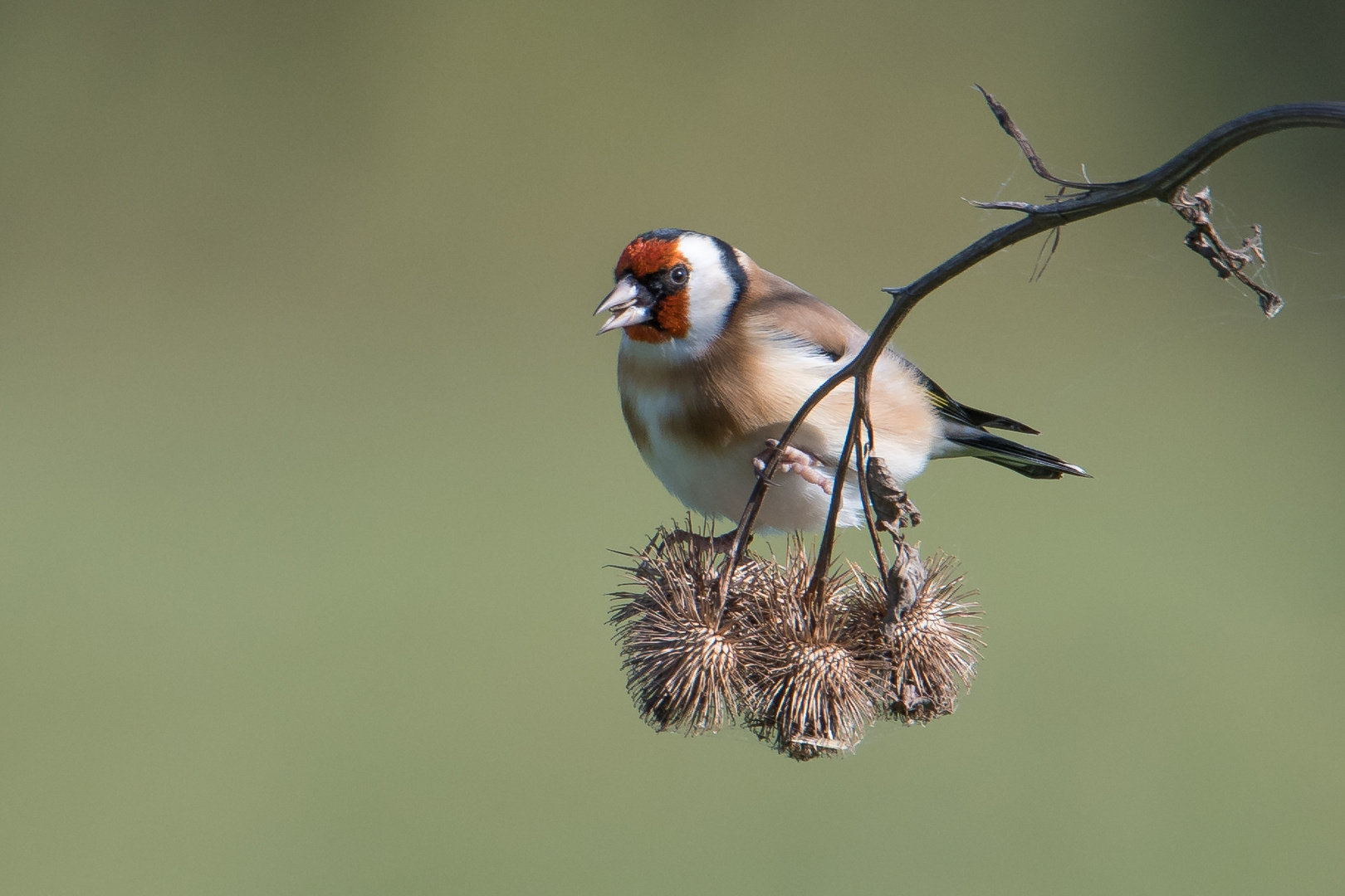 Distelfink auf Distel - wie passend. Foto & Bild | natur, tiere, vögel ...