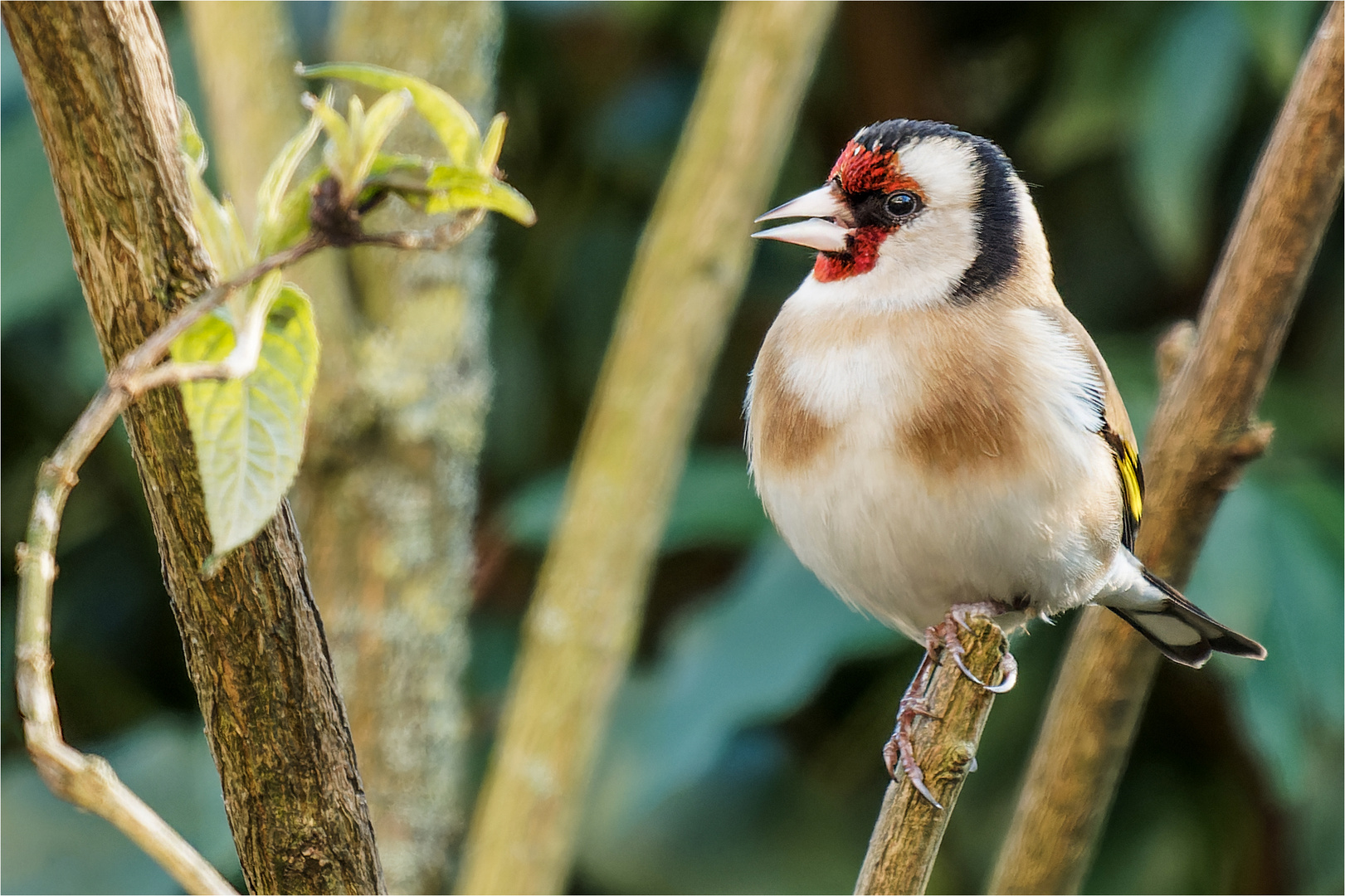 Distelfink auf einem alten Ast ..... Foto & Bild | tiere, wildlife ...
