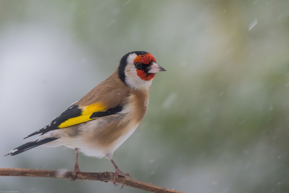 Distelfink Foto & Bild | outdoor, natur, tiere Bilder auf fotocommunity