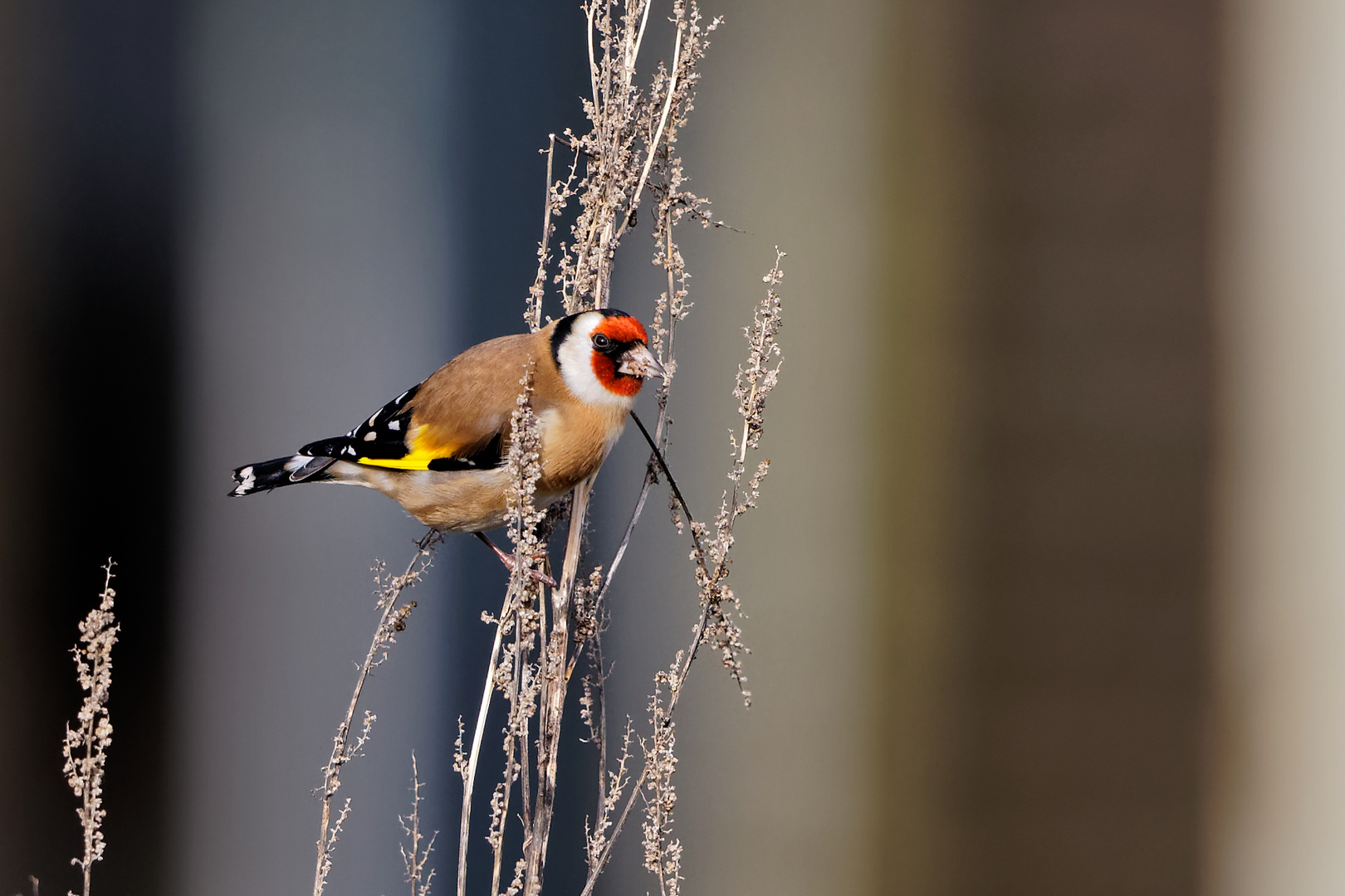 Distelfink Foto & Bild | singvögel, natur, tiere Bilder auf fotocommunity