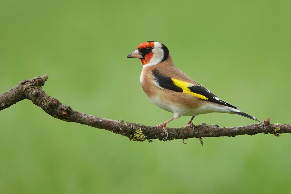 Distelfink | Naturfotografie Urs Kägi
