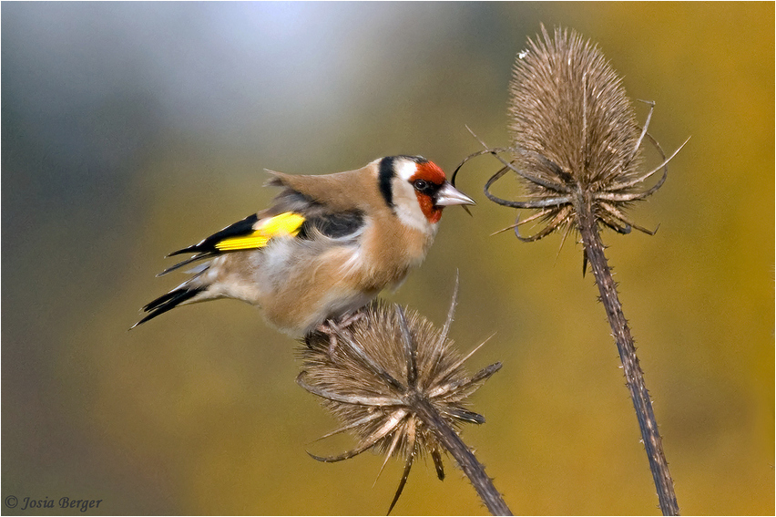 Distelfink Foto & Bild | tiere, wildlife, wild lebende vögel Bilder auf ...