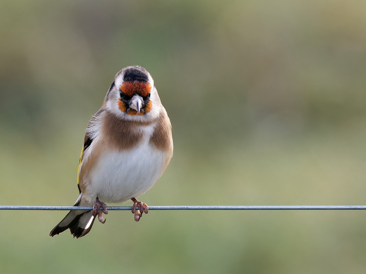 Distelfink- Blickkontakt Foto & Bild | tiere, wildlife, wild lebende ...