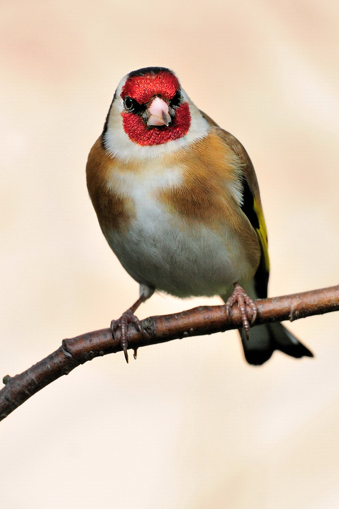 Distelfink Foto & Bild | tiere, wildlife, wild lebende vögel Bilder auf ...