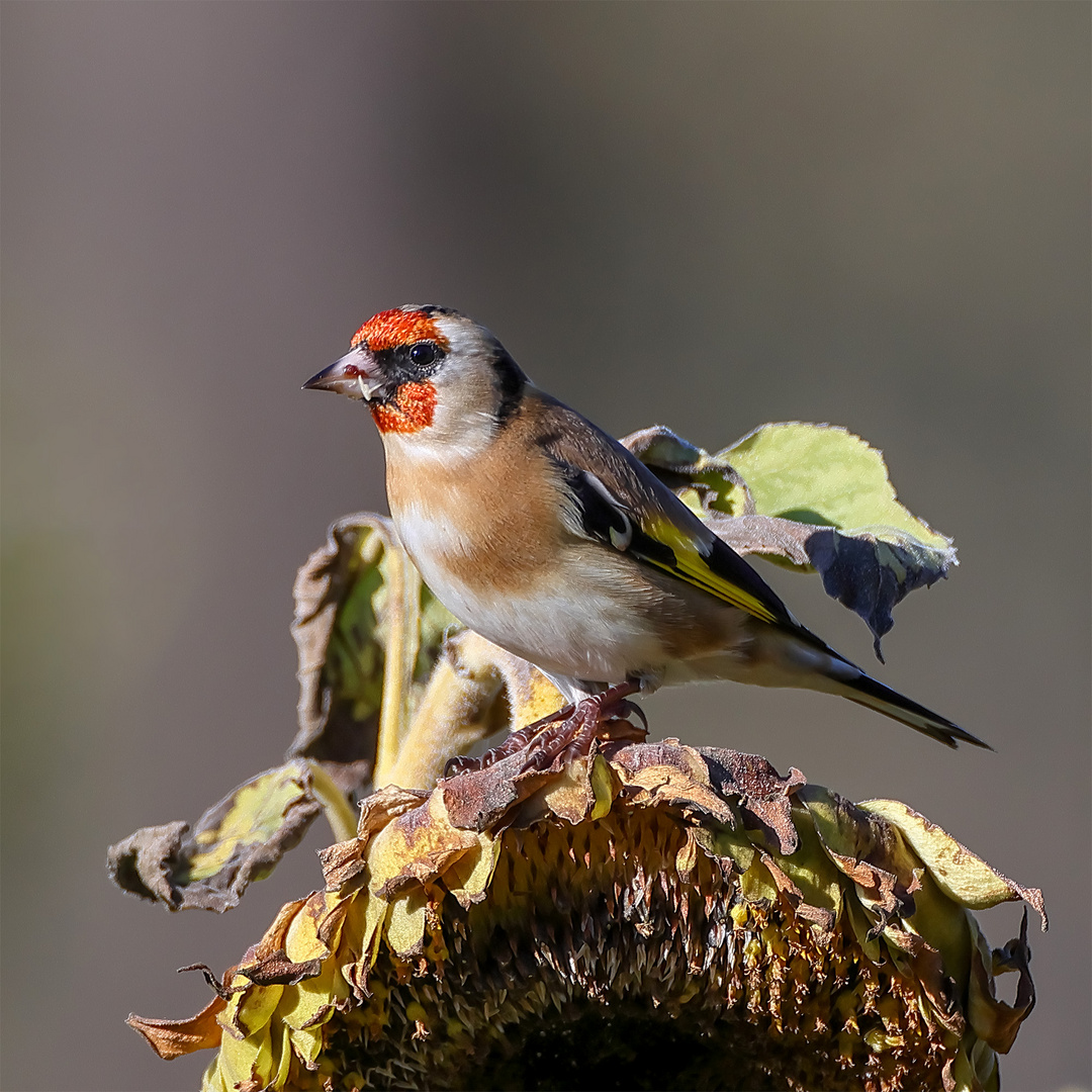 Distelfink Foto & Bild | tiere, wildlife, wild lebende vögel Bilder auf ...