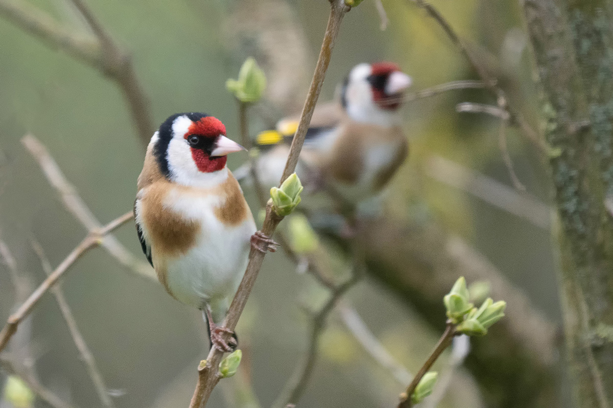 Distelfink Foto & Bild | natur, tiere, vögel Bilder auf fotocommunity