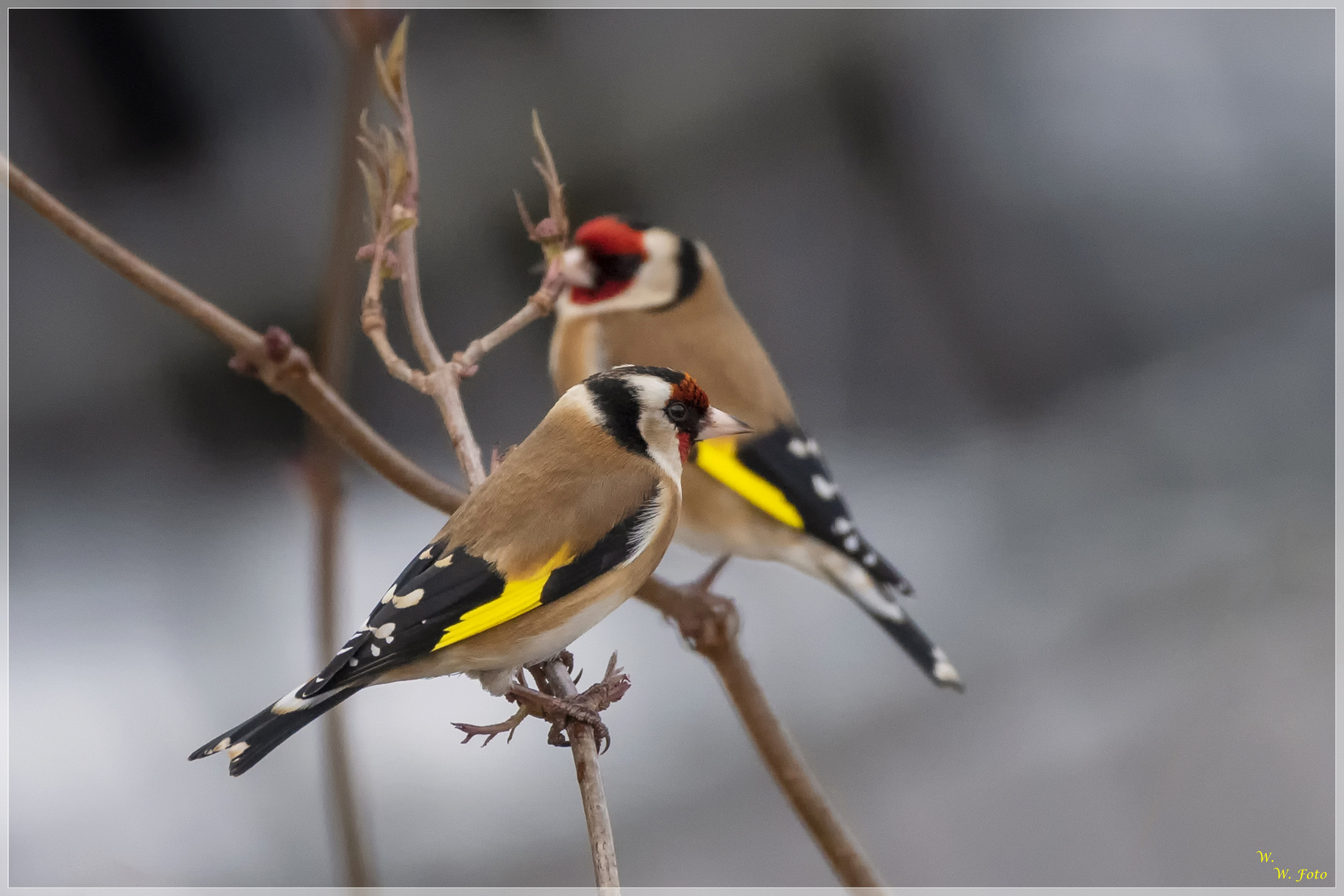 Distelfink Foto & Bild | winter, natur, landschaft Bilder auf fotocommunity