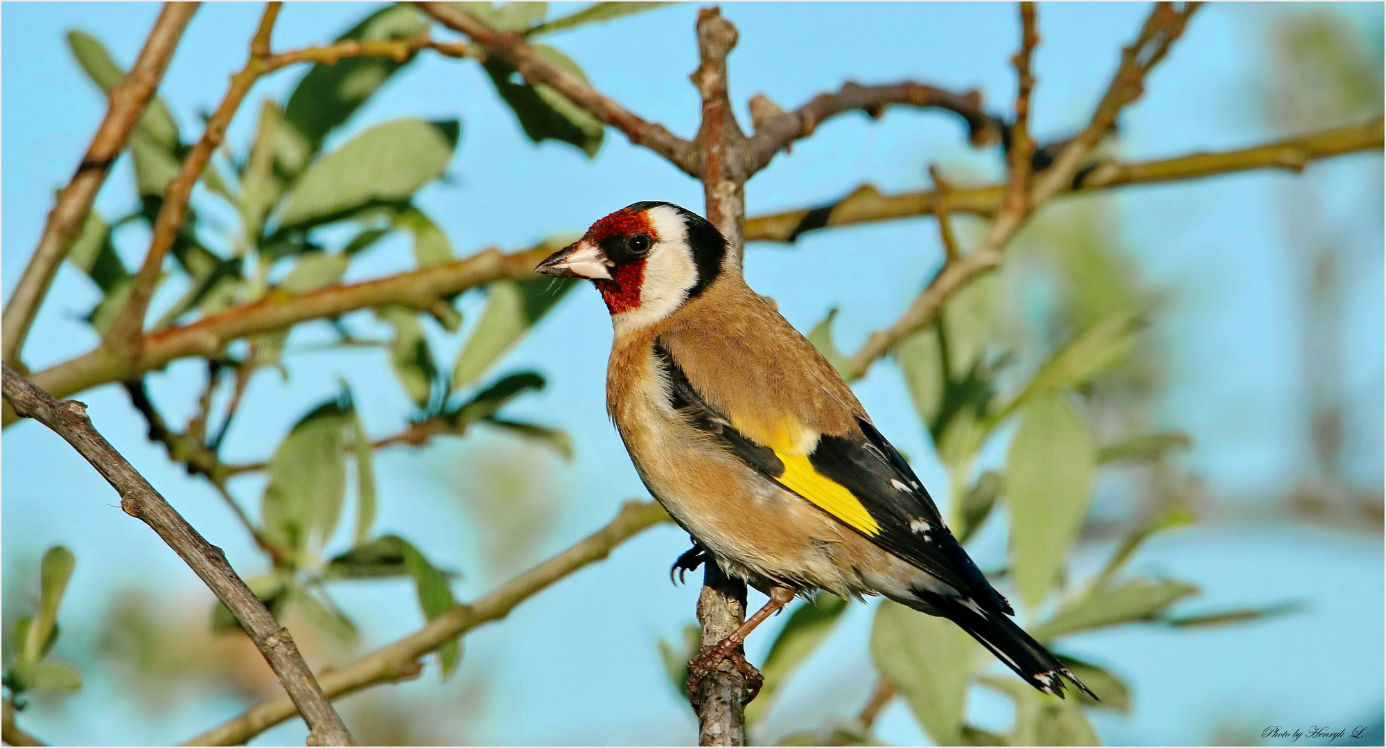 Distelfink Foto & Bild | natur, tiere, vögel Bilder auf fotocommunity