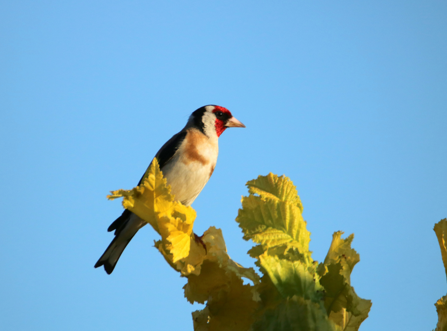 Distelfink Foto & Bild | natur, tiere, vögel Bilder auf fotocommunity