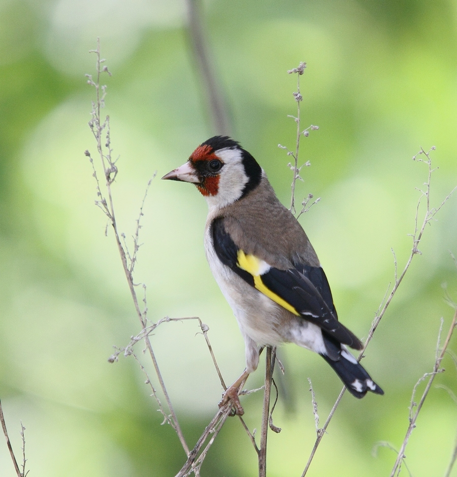 Distelfink Foto & Bild | tiere, wildlife, wild lebende vögel Bilder auf ...