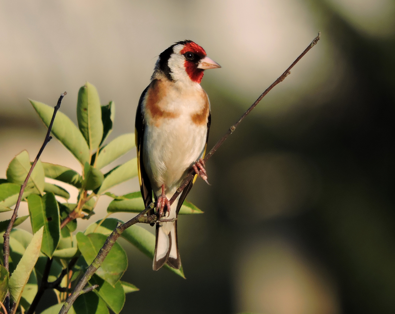 Distelfink Foto & Bild | natur, tiere, vögel Bilder auf fotocommunity