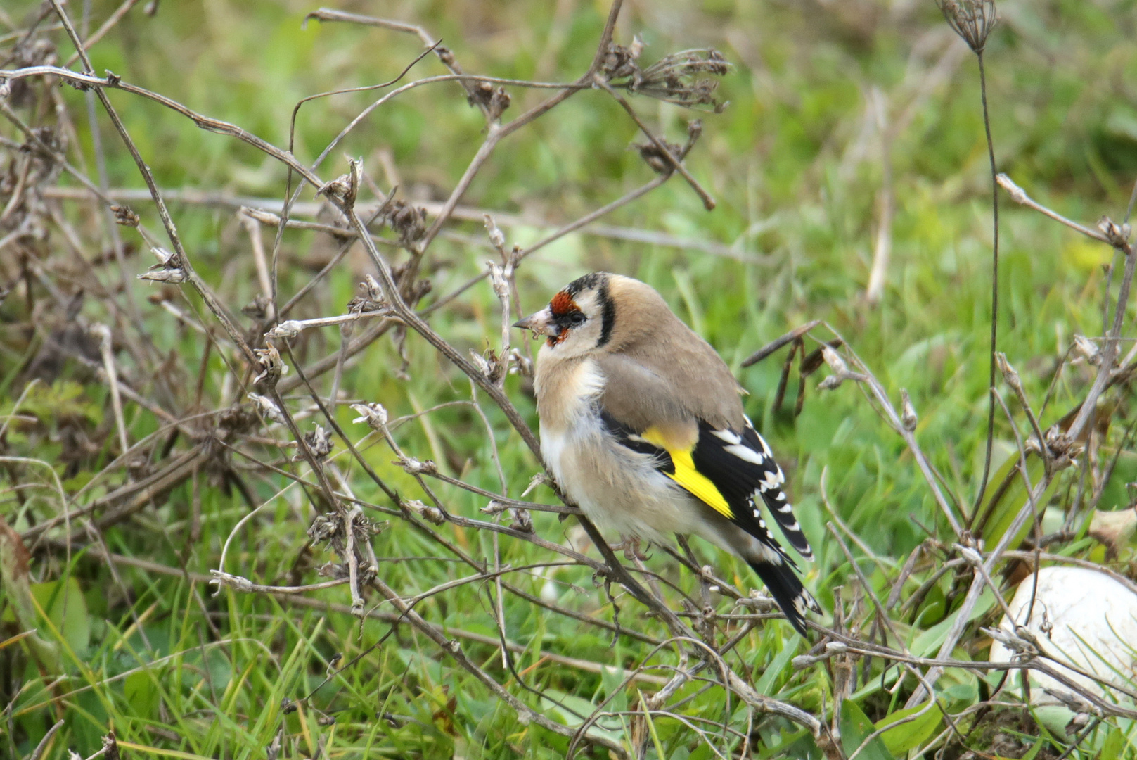 Distelfink Foto & Bild | tiere, wildlife, wild lebende vögel Bilder auf ...
