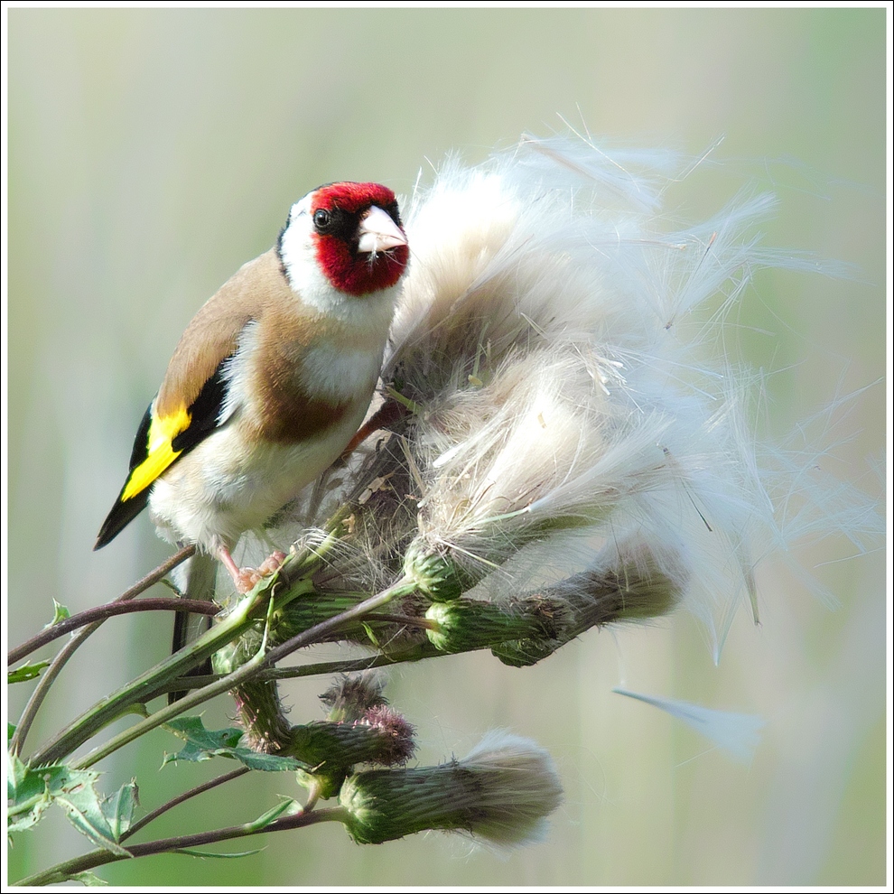 Distelfink Foto & Bild | tiere, wildlife, wild lebende vögel Bilder auf ...