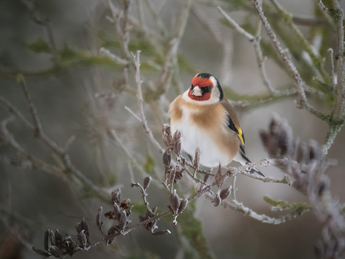 Distelfink Foto & Bild | natur, tiere, vögel Bilder auf fotocommunity