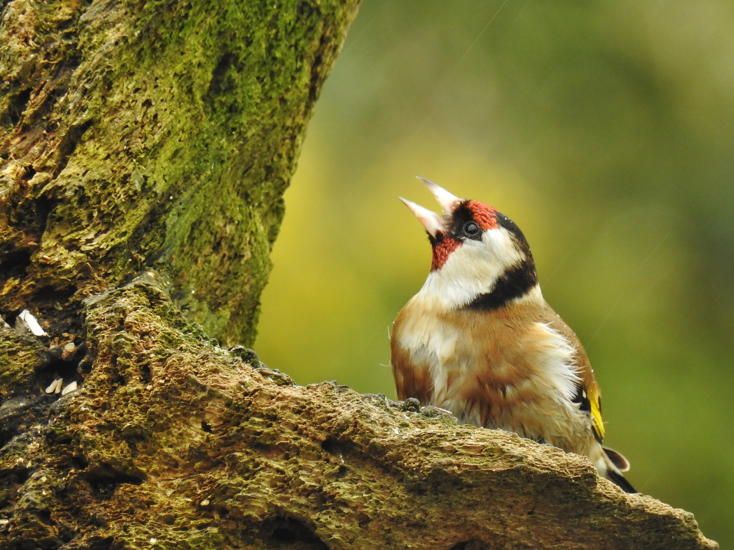 Distelfink...... Foto & Bild | tiere, wildlife, wild lebende vögel ...