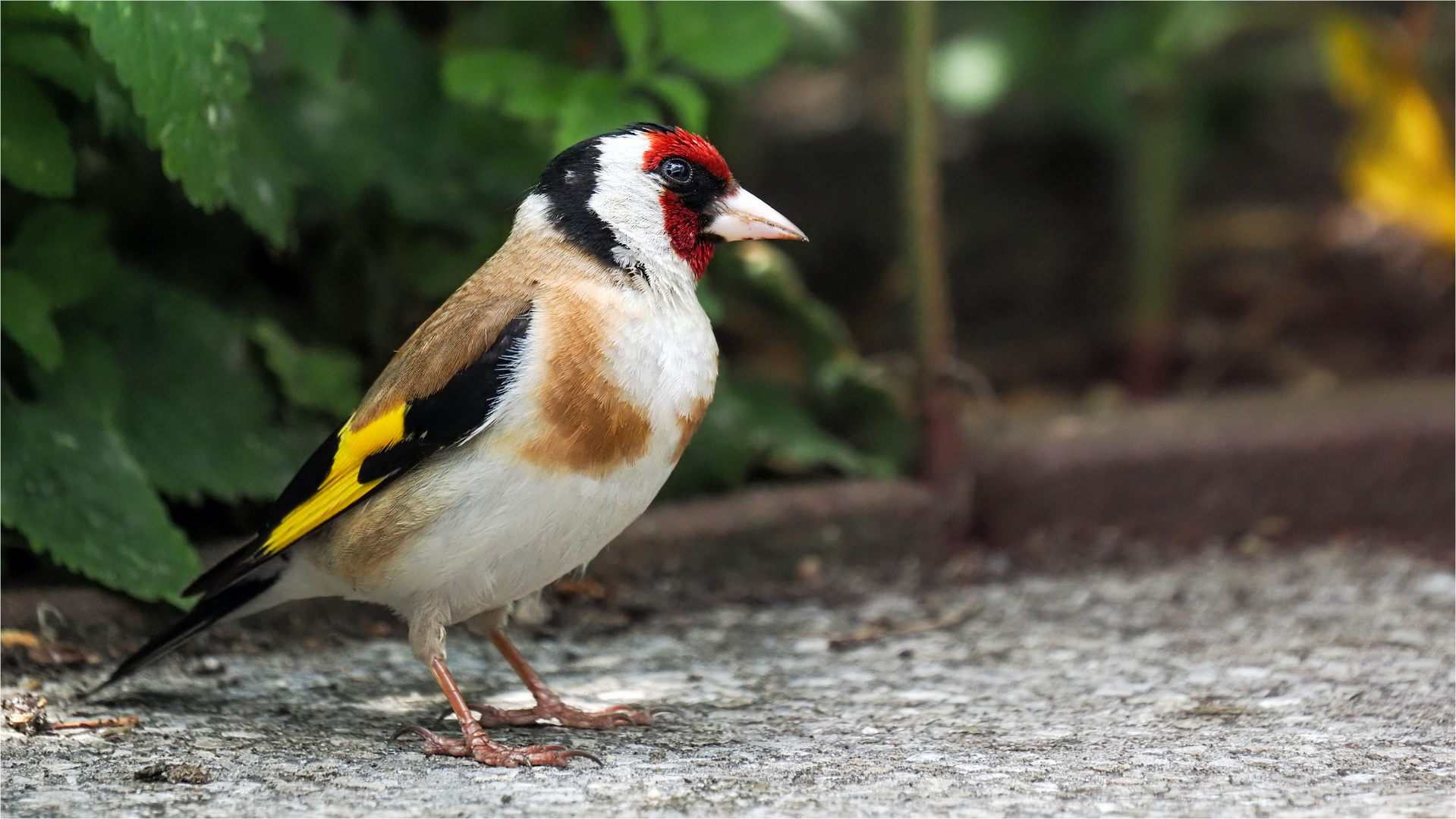 Distelfink ganz bodenständig ..... Foto & Bild | tiere, wildlife, wild ...