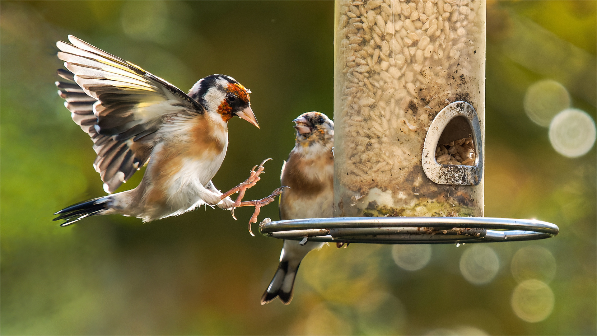 Distelfink im Anflug ..... Foto & Bild | tiere, wildlife, wild lebende ...
