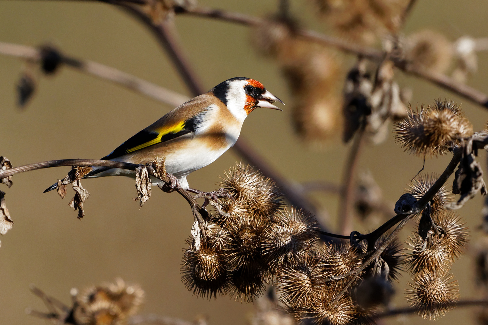 Distelfink im Klettengebüsch ( Stieglitz ) 5513 Foto & Bild | singvögel ...