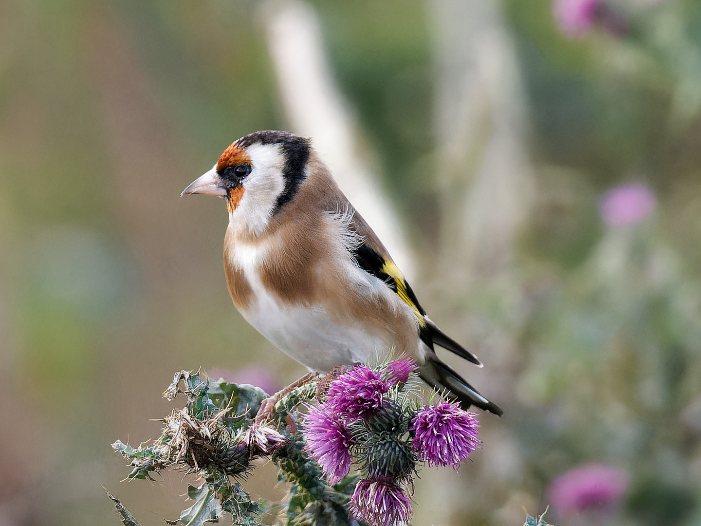 Distelfink - im Profil Foto & Bild | tiere, wildlife, wild lebende ...