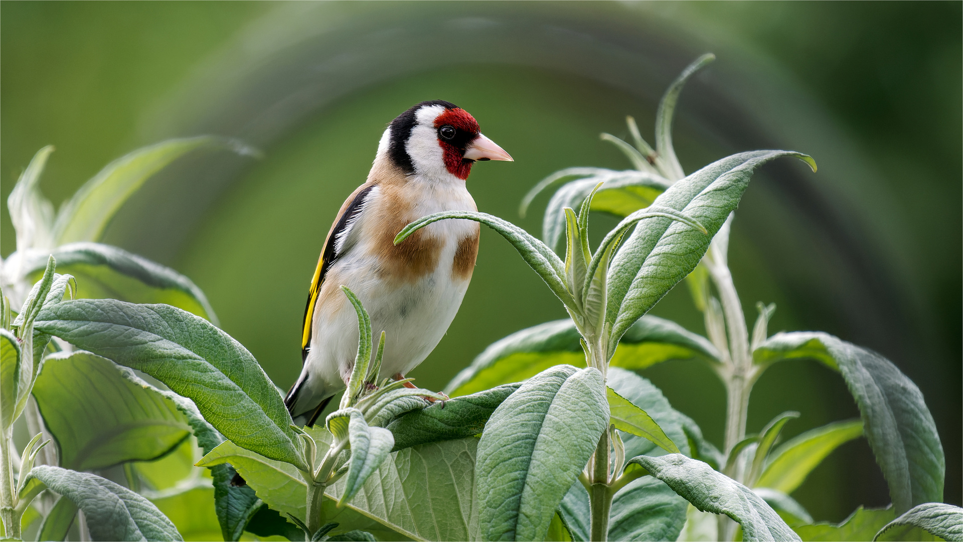 Distelfink im Schmetterlingsstrauch ..... Foto & Bild | tiere, wildlife ...