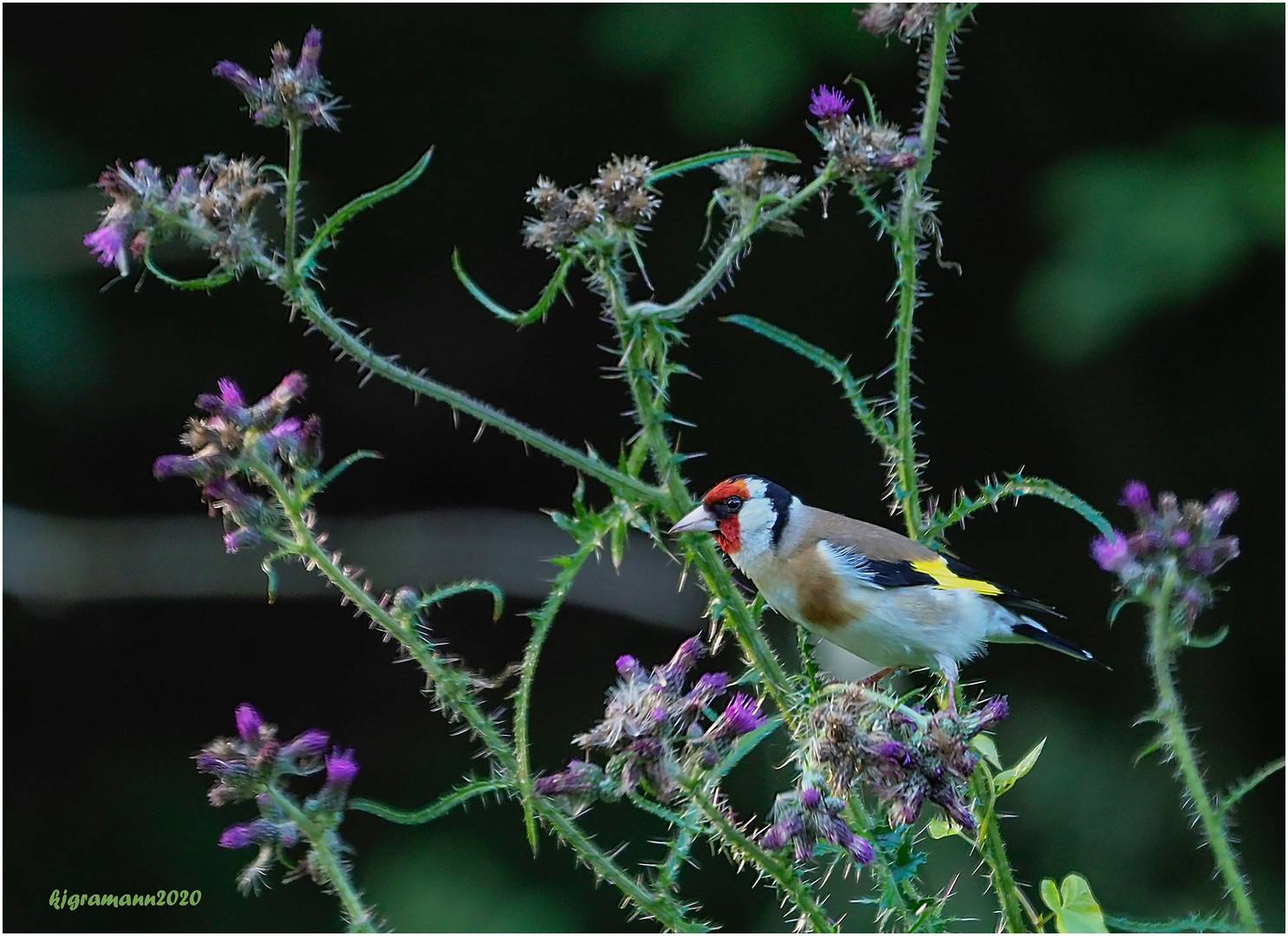 distelfink in den disteln... Foto & Bild | natur, blüten, tiere Bilder ...
