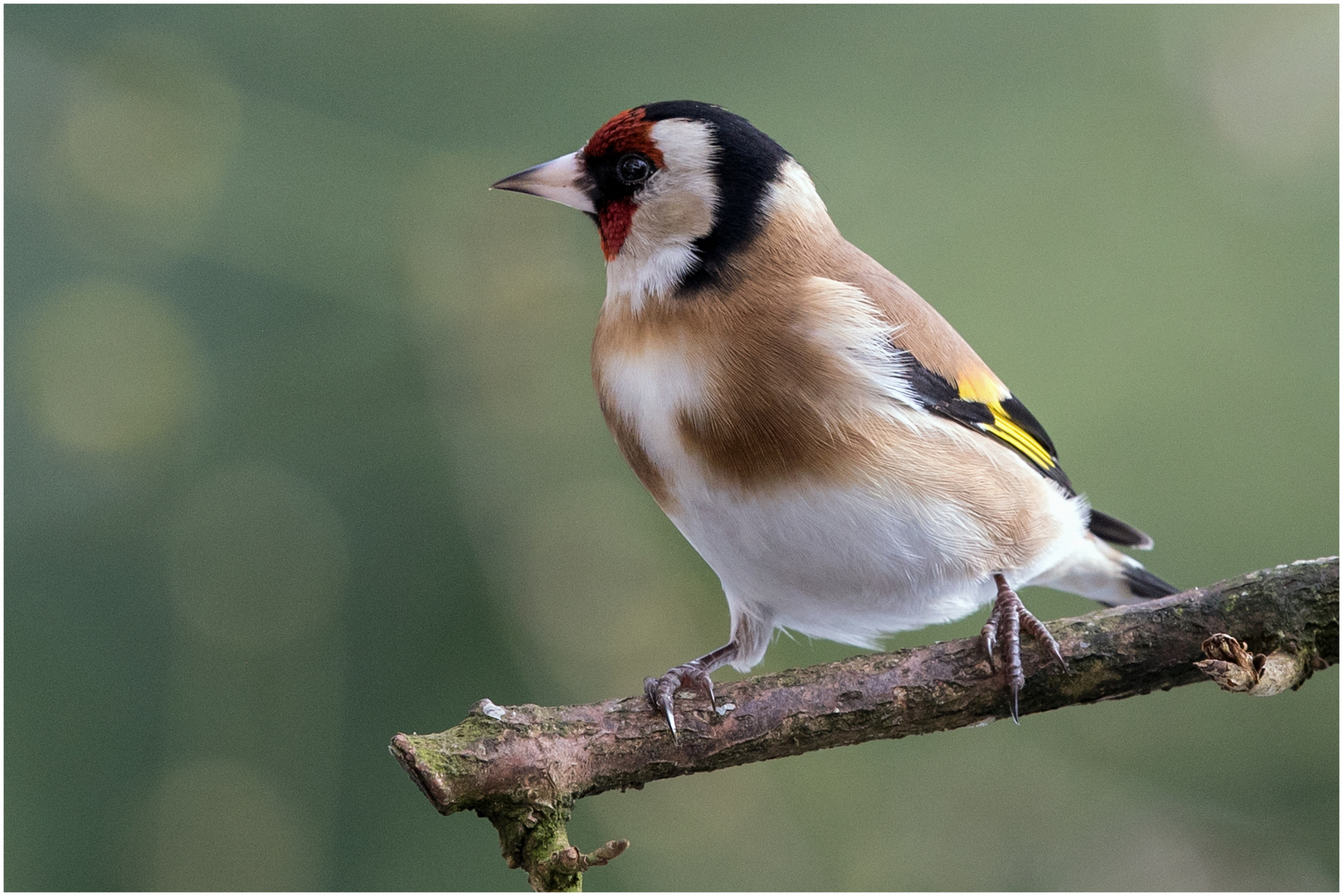 Distelfink in Positur ..... Foto & Bild | tiere, wildlife, wild lebende ...