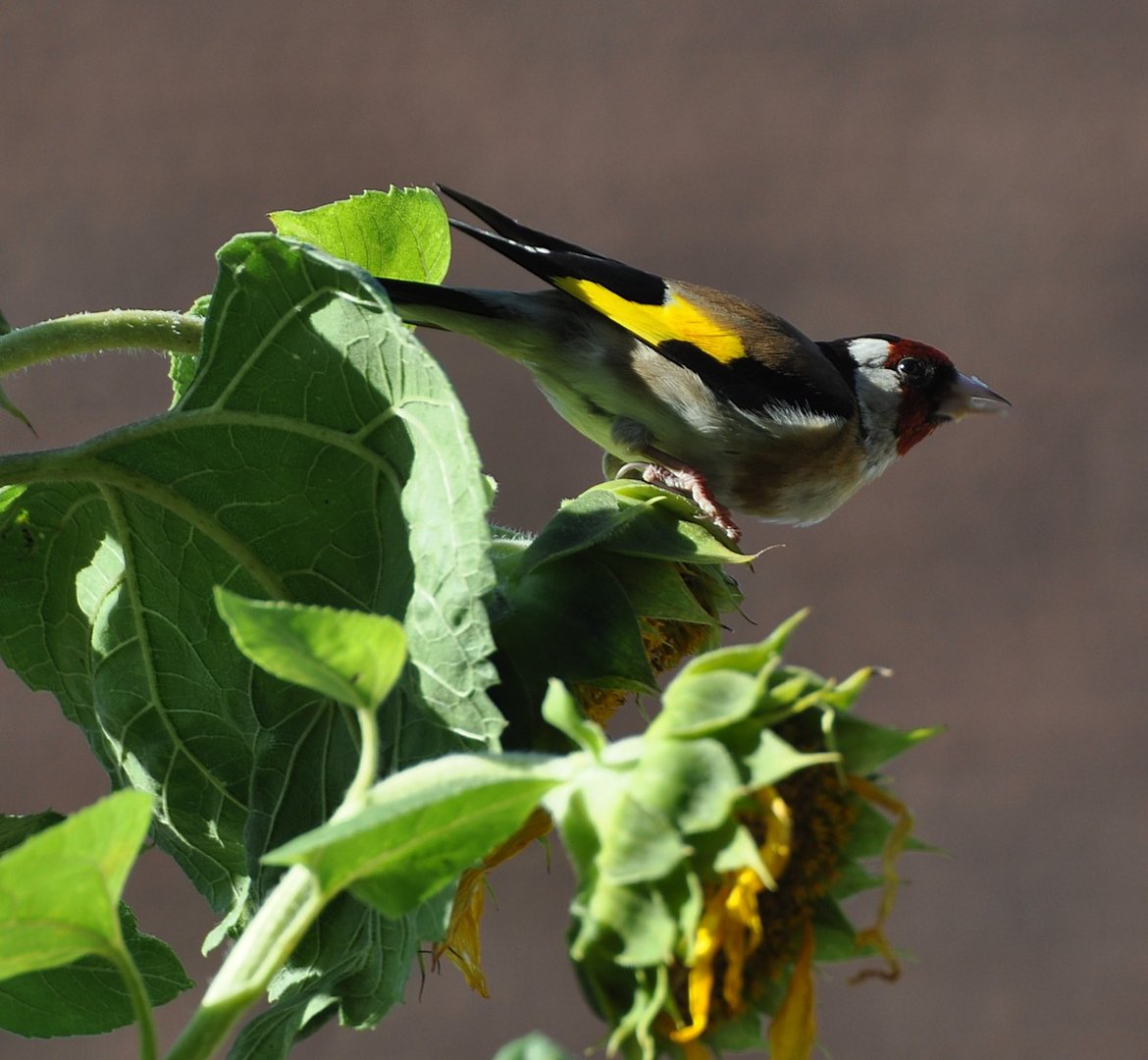 Distelfink kommt zum Frühstück Foto & Bild | tiere, wildlife, wild ...