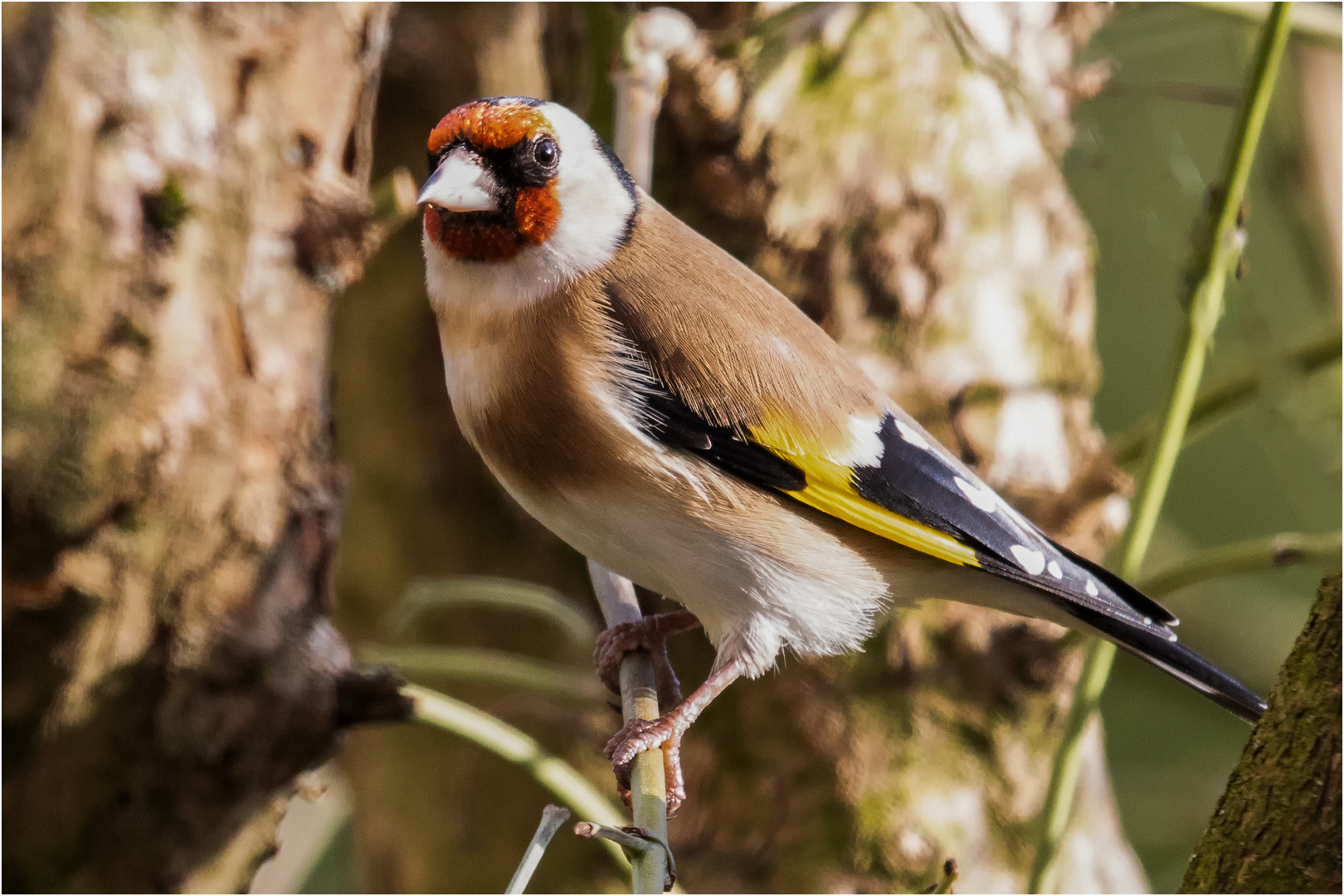 Distelfink mit Blick zu mir ..... Foto & Bild | tiere, wildlife, wild ...
