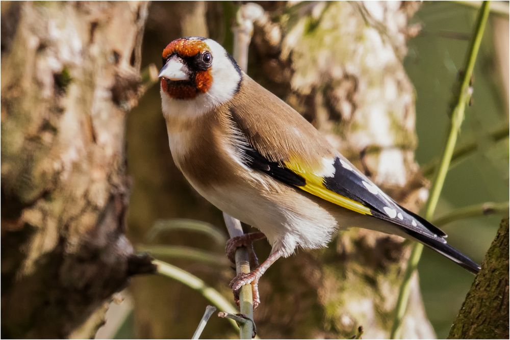 Distelfink mit Blick zu mir ..... Foto & Bild | tiere, wildlife, wild ...