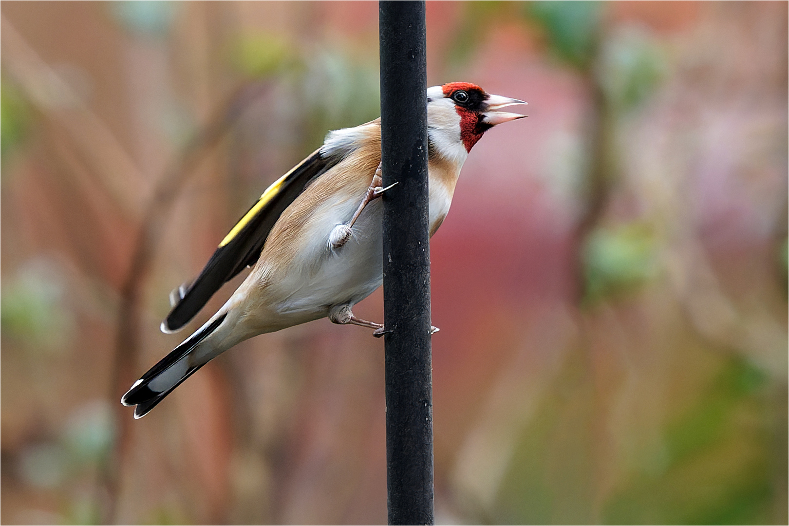 Distelfink - Poledance ..... Foto & Bild | tiere, wildlife, wild ...