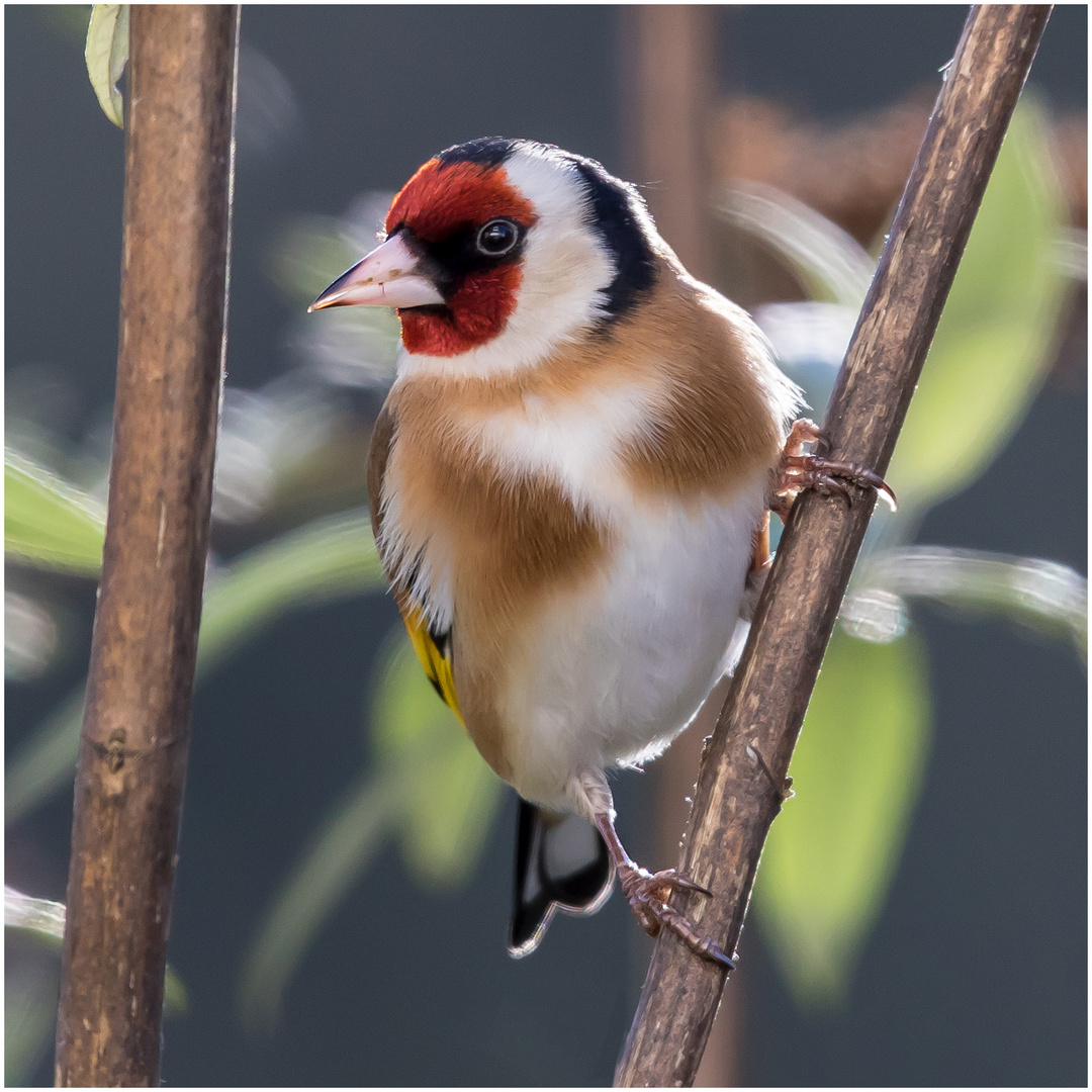 Distelfink - Posing ..... Foto & Bild | tiere, wildlife, wild lebende ...