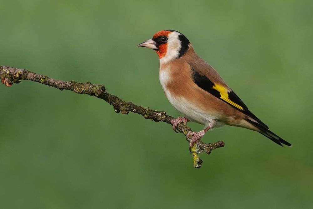 Distelfink / Stieglitz Foto & Bild | tiere, wildlife, wild lebende ...