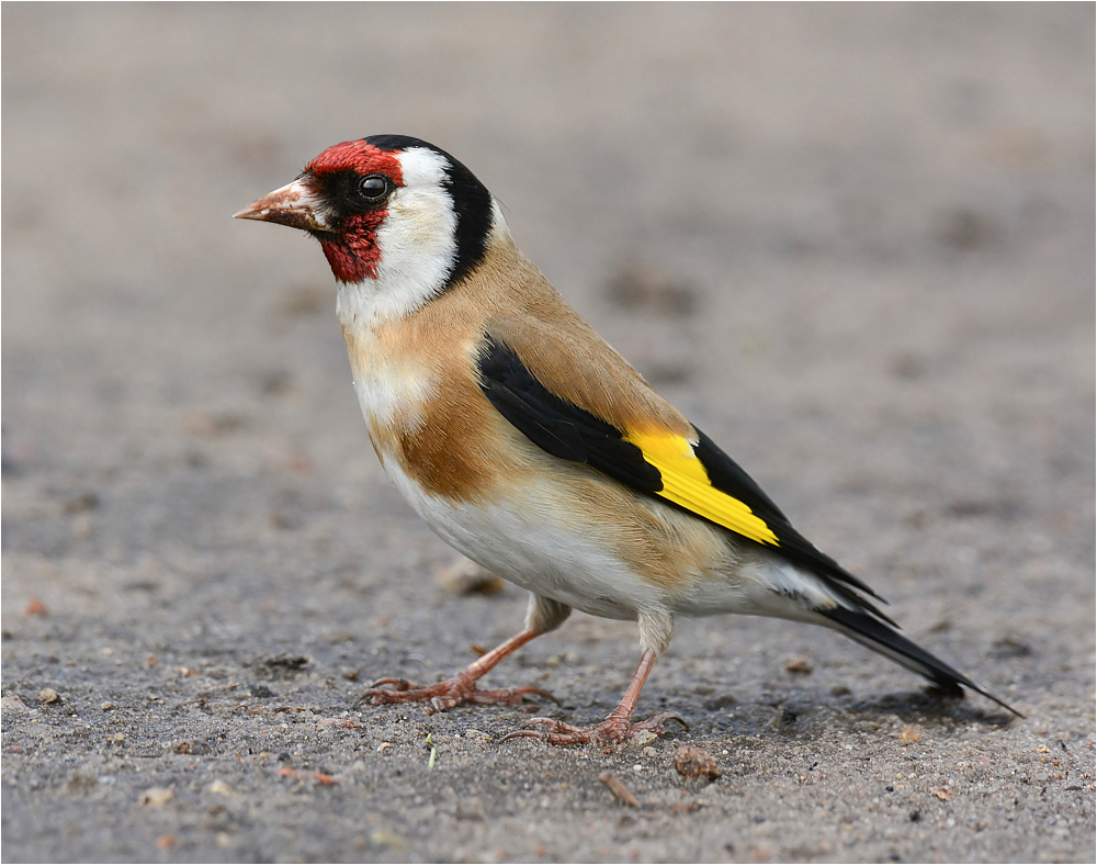 Distelfink (Stieglitz) Foto & Bild | tiere, wildlife, wild lebende ...