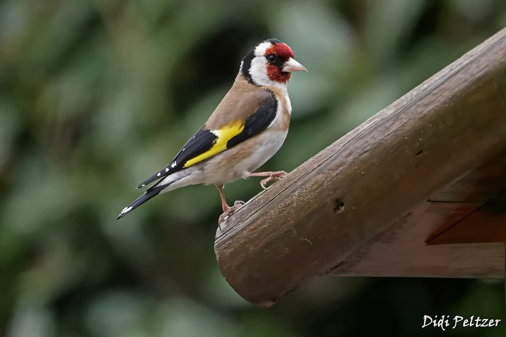 Distelfink / Stieglitz ... Foto & Bild | tiere, wildlife, wild lebende ...