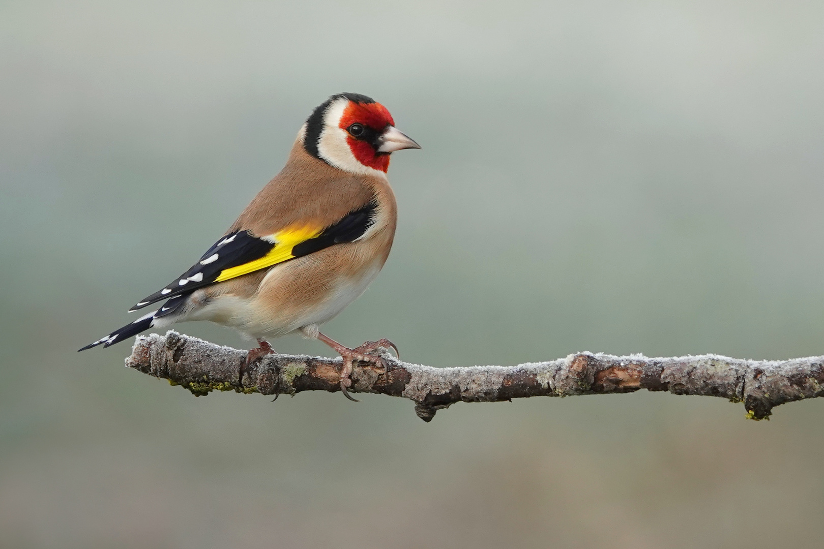 Distelfink / Stieglitz Foto & Bild | natur, singvogel, tiere Bilder auf ...