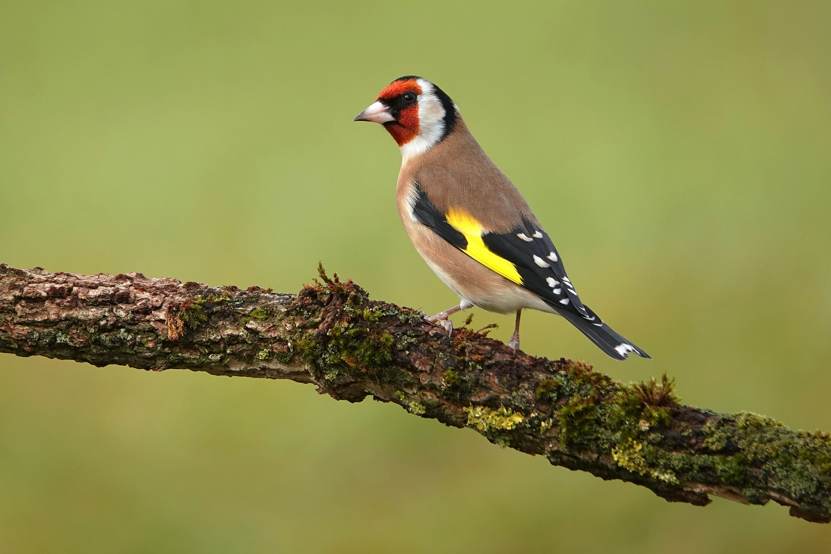 Distelfink (Stieglitz) Foto & Bild | tiere, wildlife, wild lebende ...