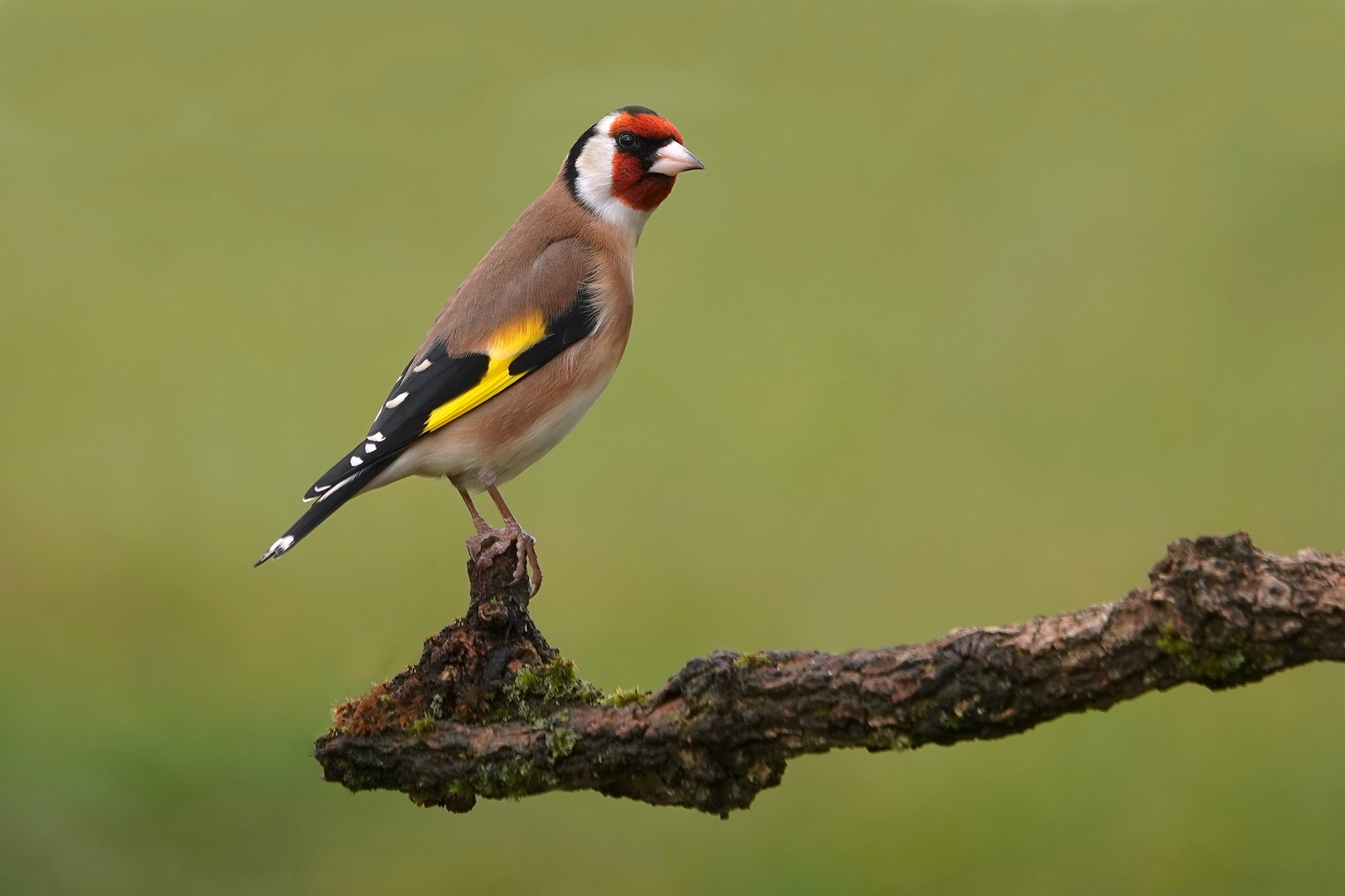 Distelfink (Stieglitz) Foto & Bild | tiere, wildlife, wild lebende ...