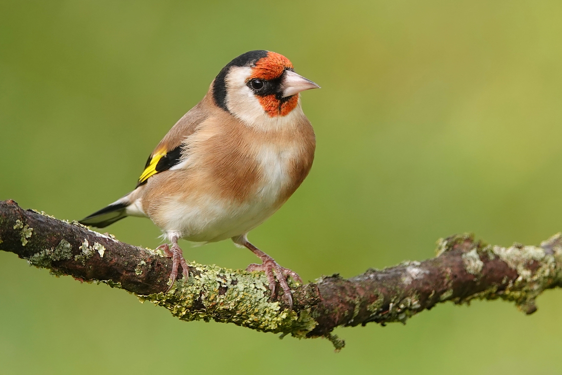 Distelfink / Stieglitz Foto & Bild | tiere, wildlife, wild lebende ...