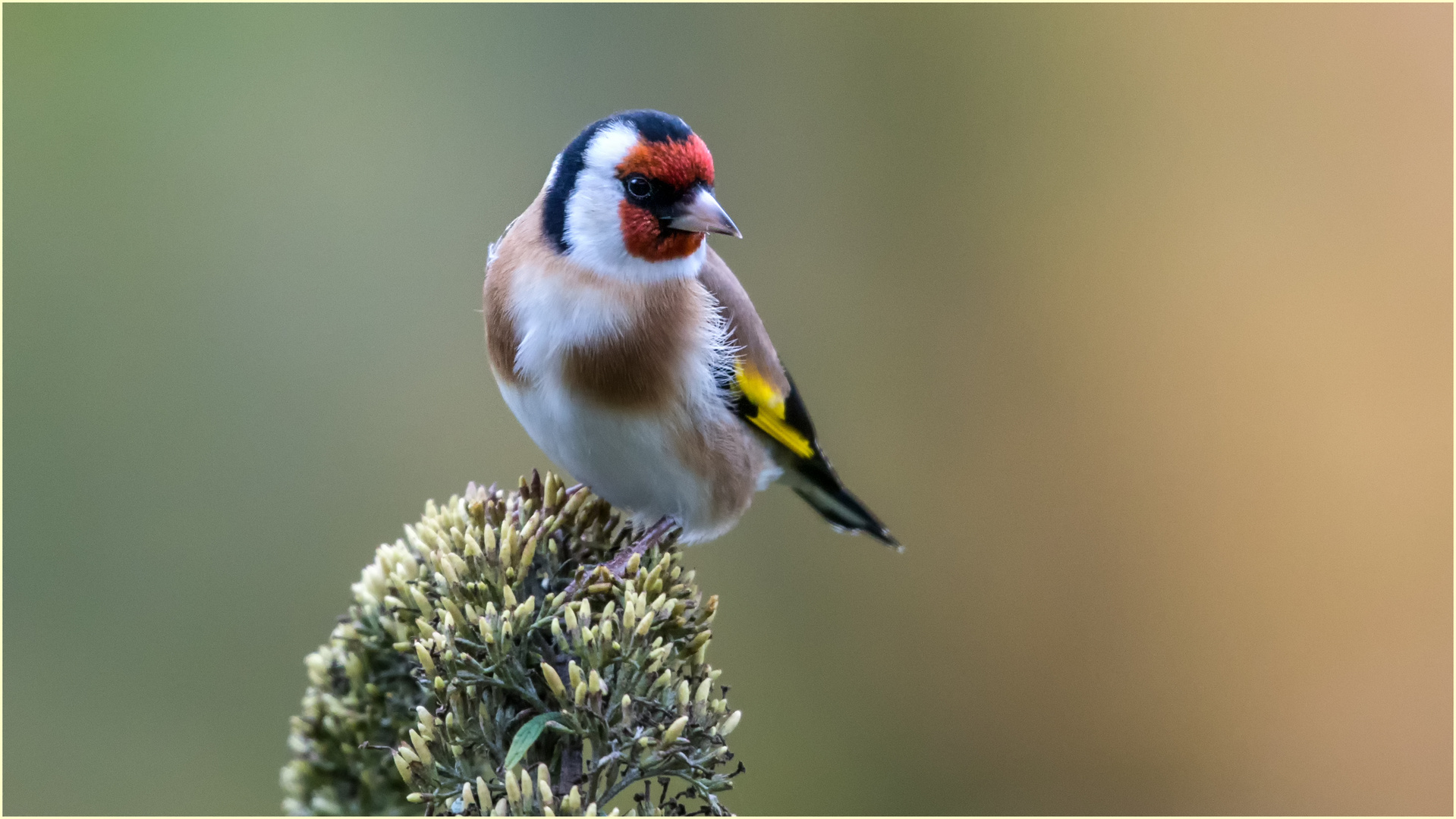 Distelfink, Stieglitz ..... Foto & Bild | tiere, wildlife, wild lebende ...