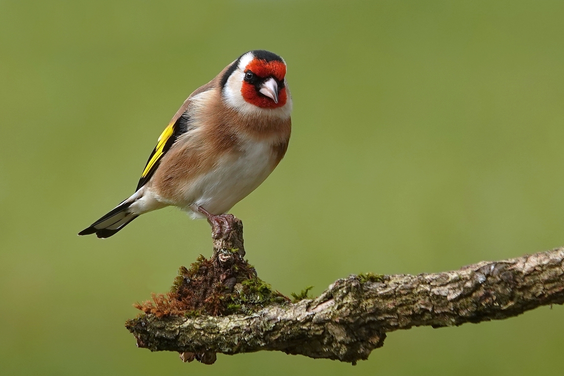 Distelfink / Stieglitz Foto & Bild | tiere, wildlife, wild lebende ...