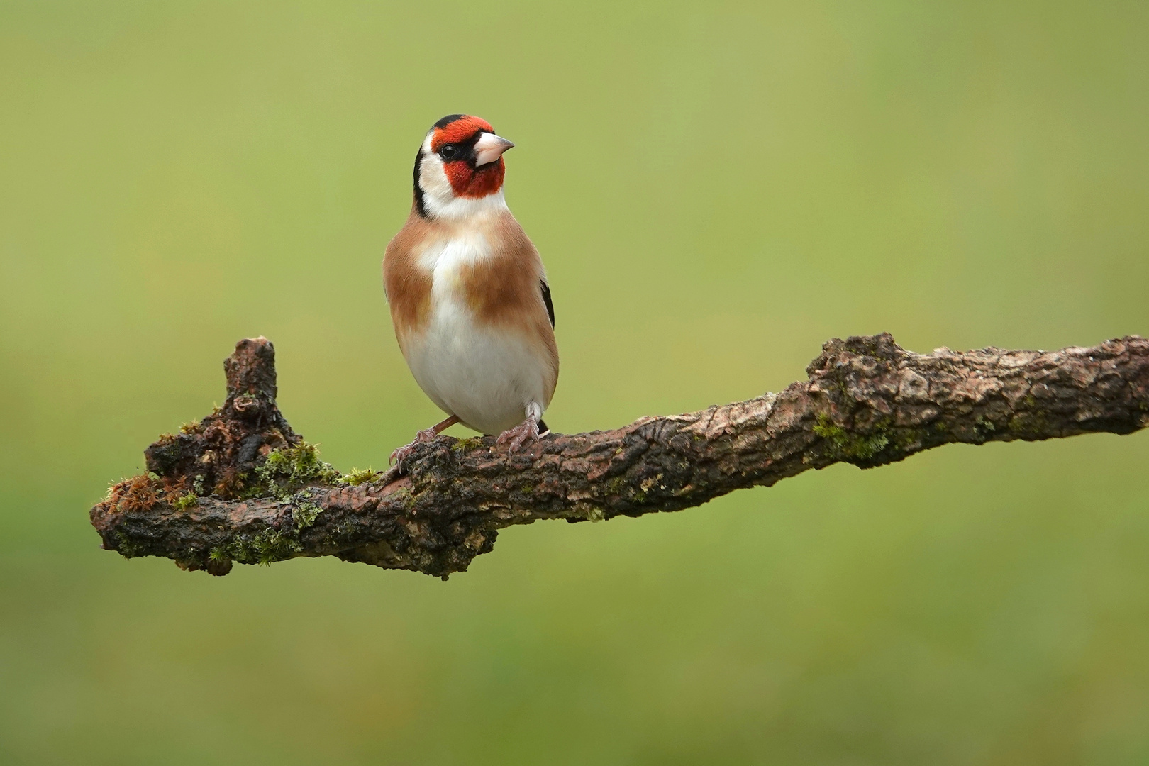 Distelfink (Stieglitz) Foto & Bild | tiere, wildlife, wild lebende ...