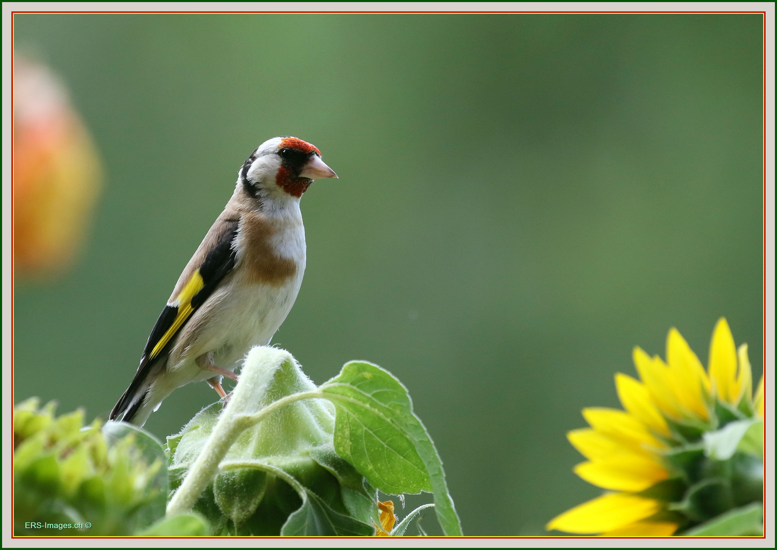 Distelfink Stieglitz Chardonneret Goldfinch Il cardellino Foto & Bild ...